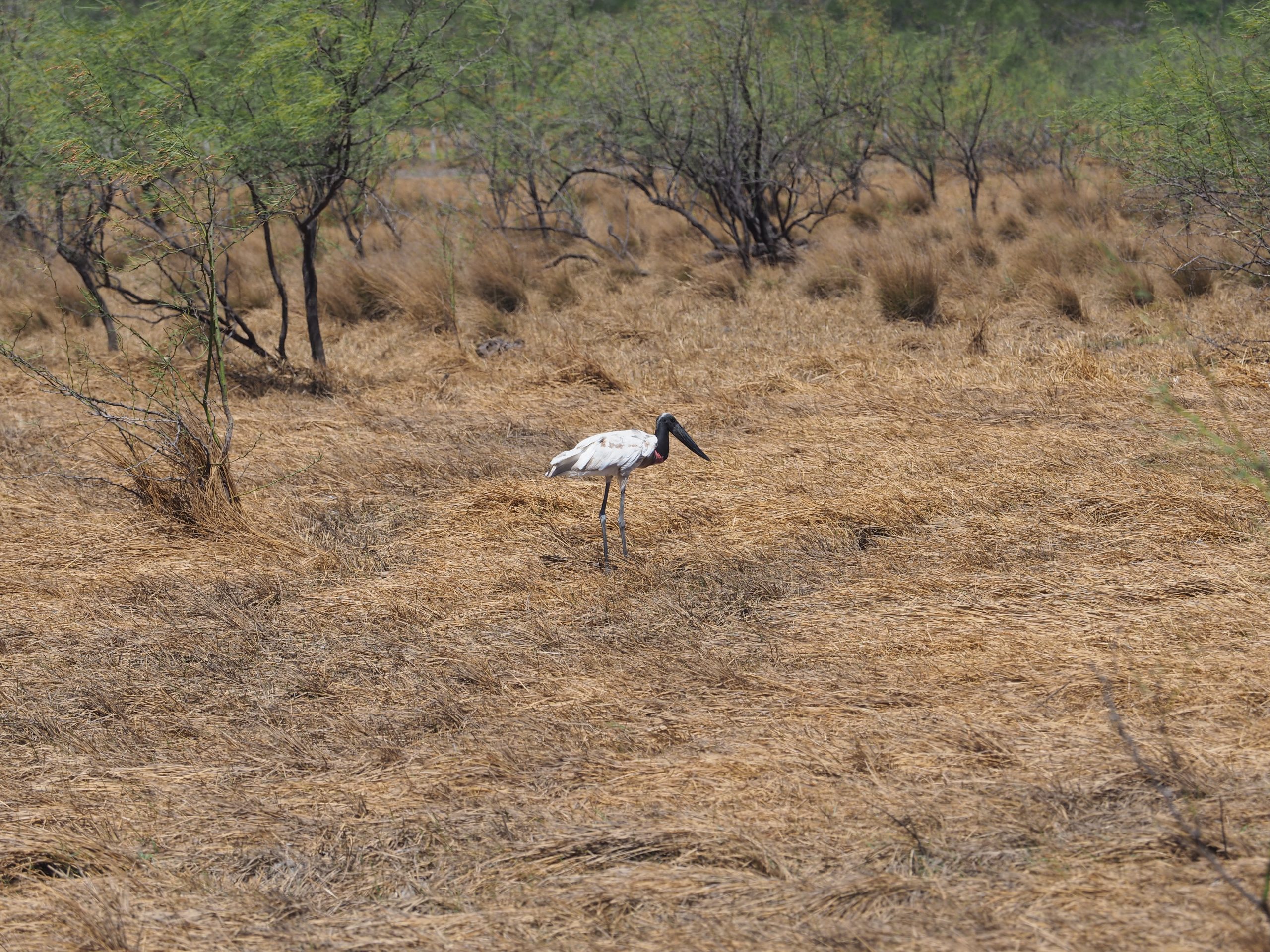 How (not) to Visit Laguna Pozo de Agua - Jabiru Clothing