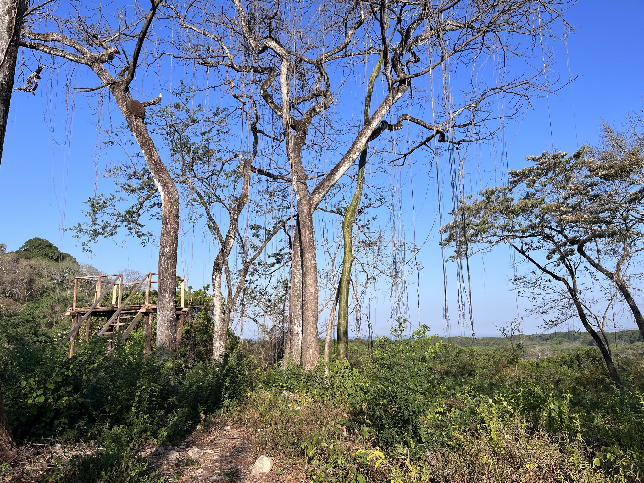 Where to Find Birds In & Around Nosara, Costa Rica - Jabiru Clothing